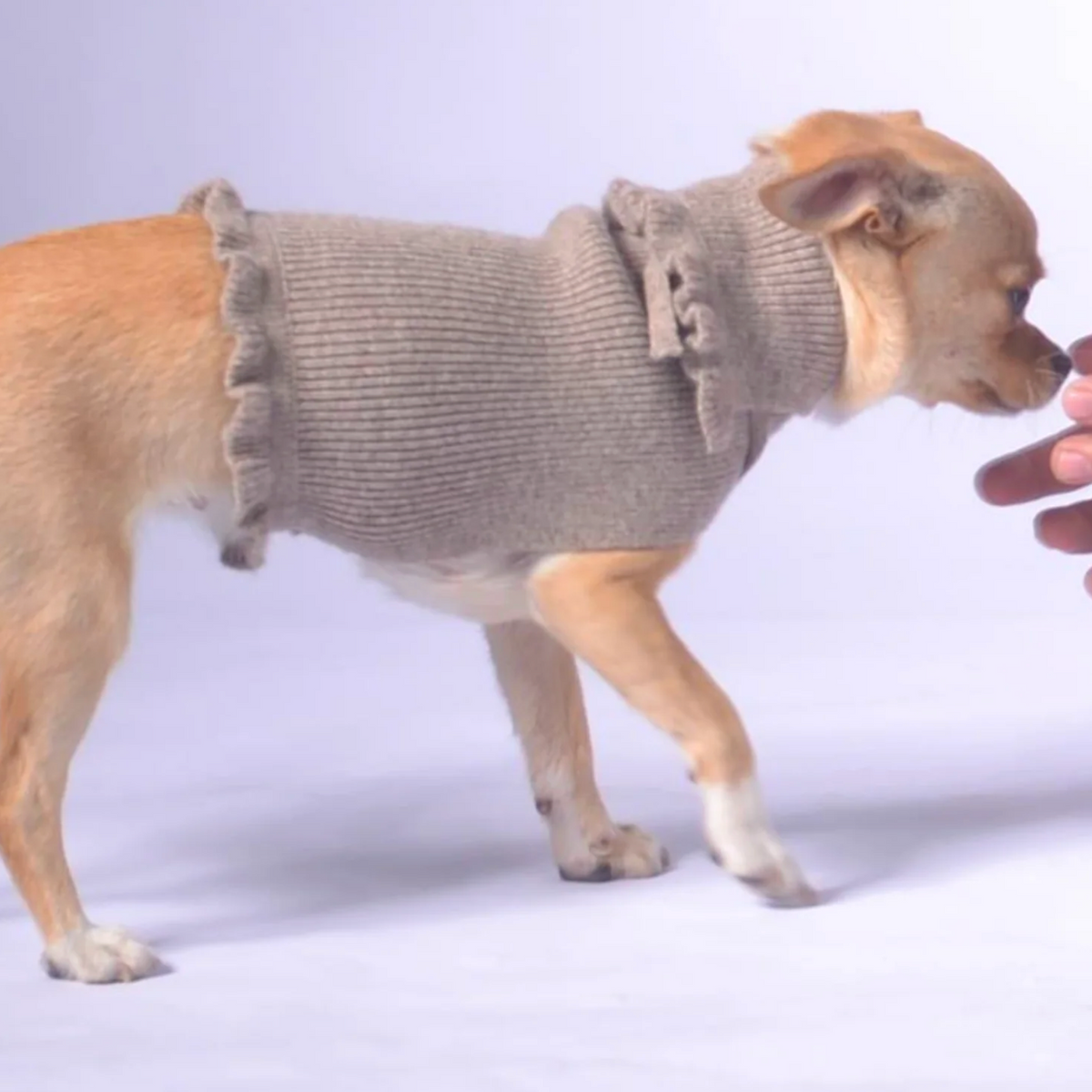 Dog Outfits Collection – Parsley & Me